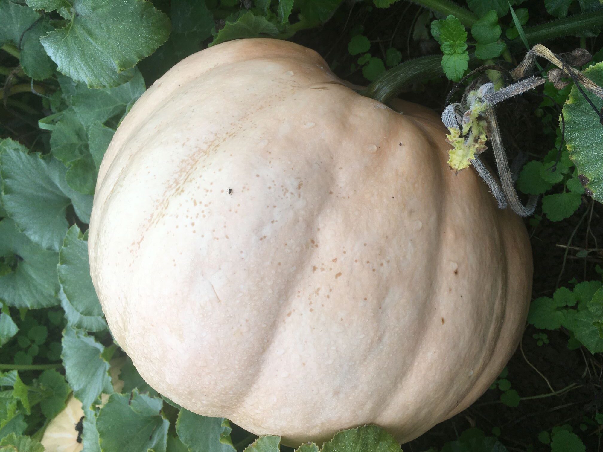 Ovabükü Round Winter Squash Seeds | Two Seeds in a Pod